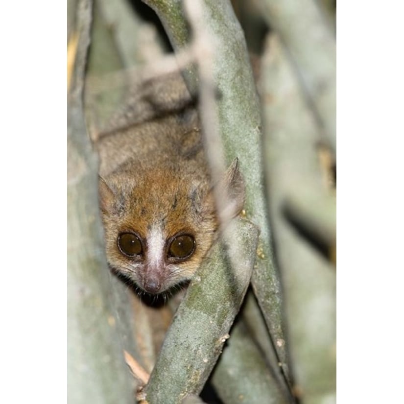 Brown Mouse Lemur, tree trunk in Madagascar Poster Print by Joe & Mary ...