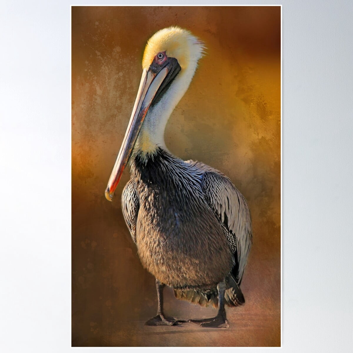 Brown Pelican Portrait Poster Wall Art, Modern Wall Decor For Living ...