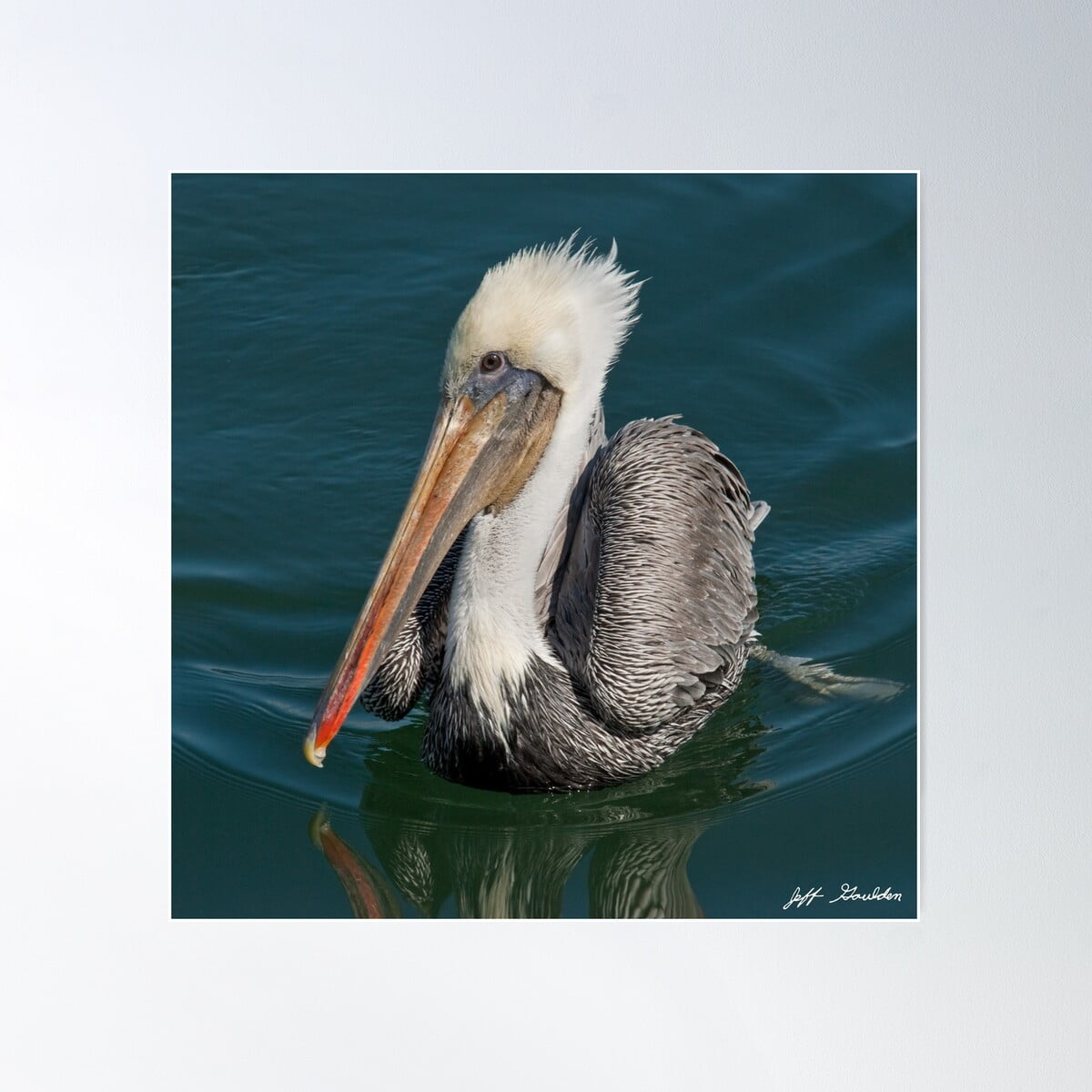 Brown Pelican With White Head Plumage Poster Wall Art, Modern Wall ...