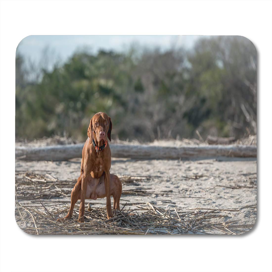 Brown Poop Young Hungarian Vizsla Hound Dog Pooping at The Beach Red ...