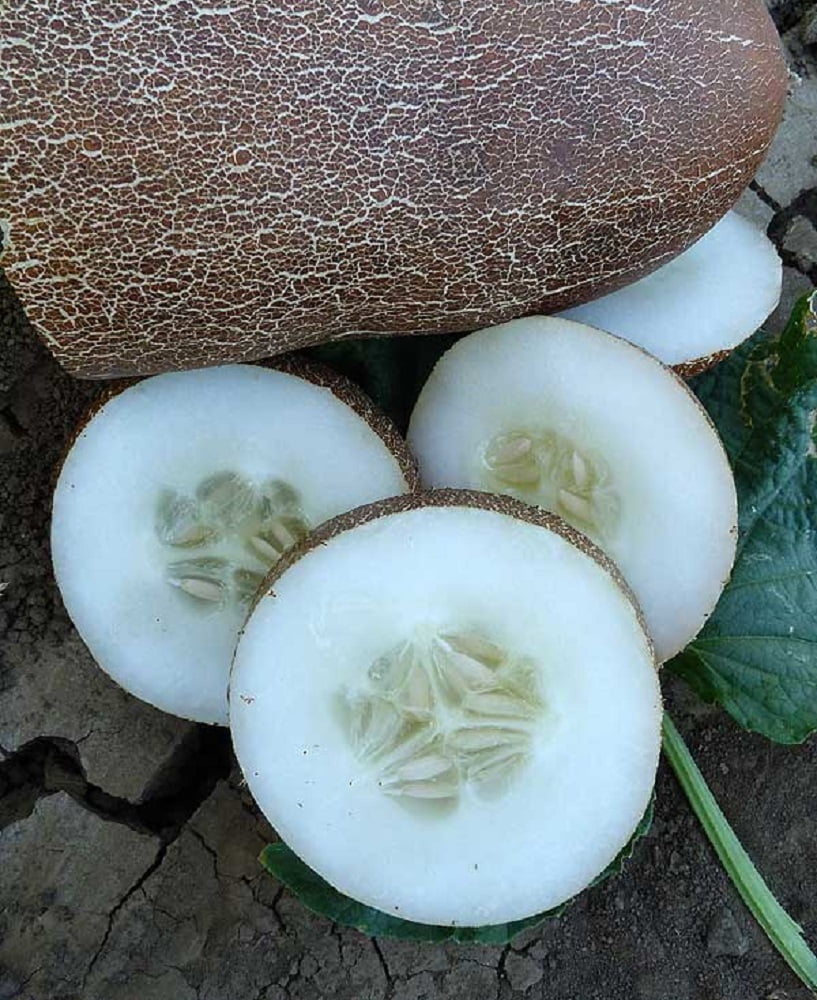 Brown Russian Cucumber - 10 Seeds - Walmart.com
