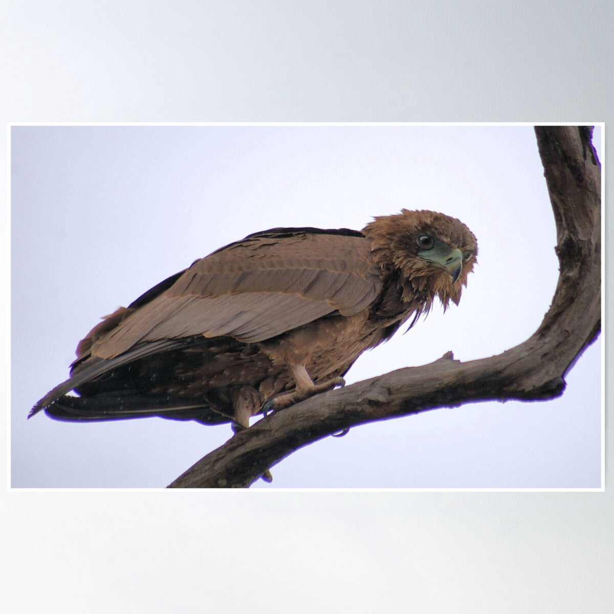 Brown Snake Eagle - Circaelus Cinereus Poster Wall Art, Modern Wall ...