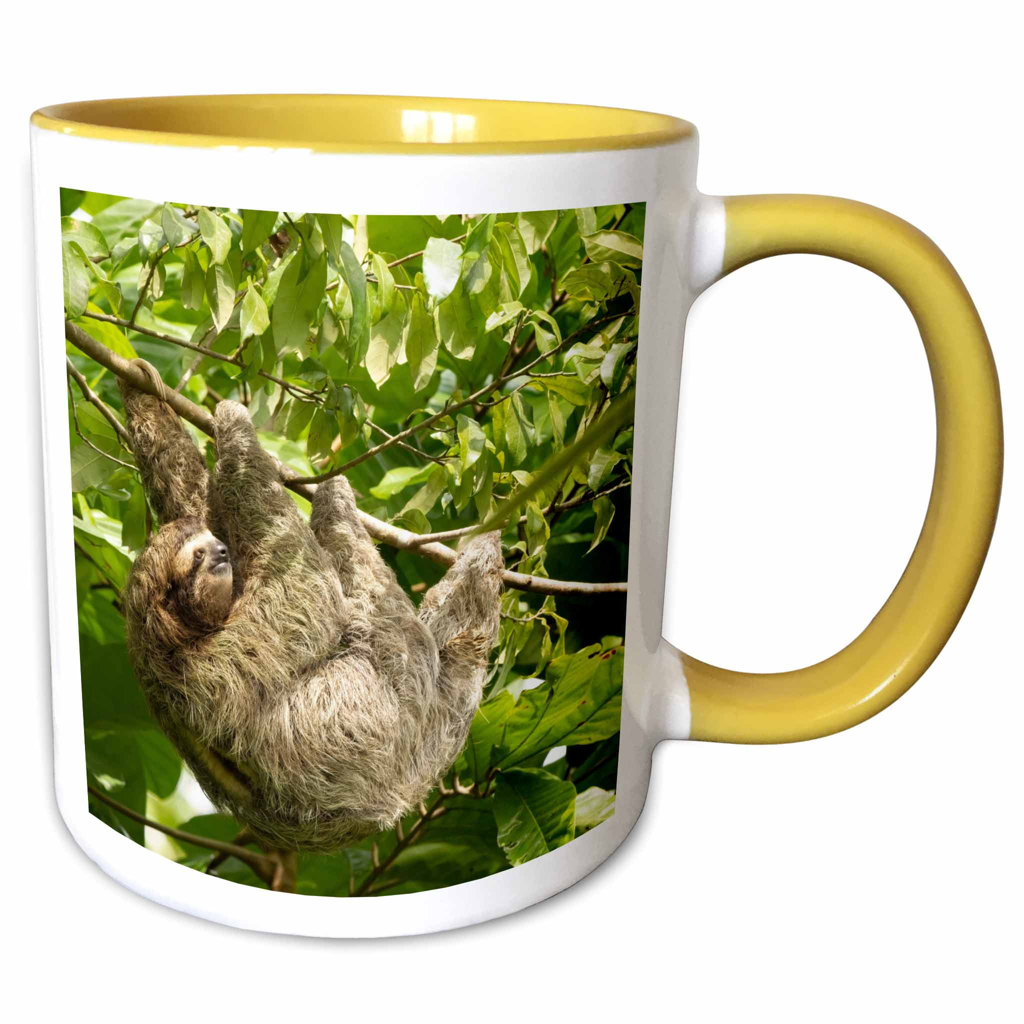3drose, Brown Throated Sloth, Costa Rica, Central America 2., 11oz Two ...