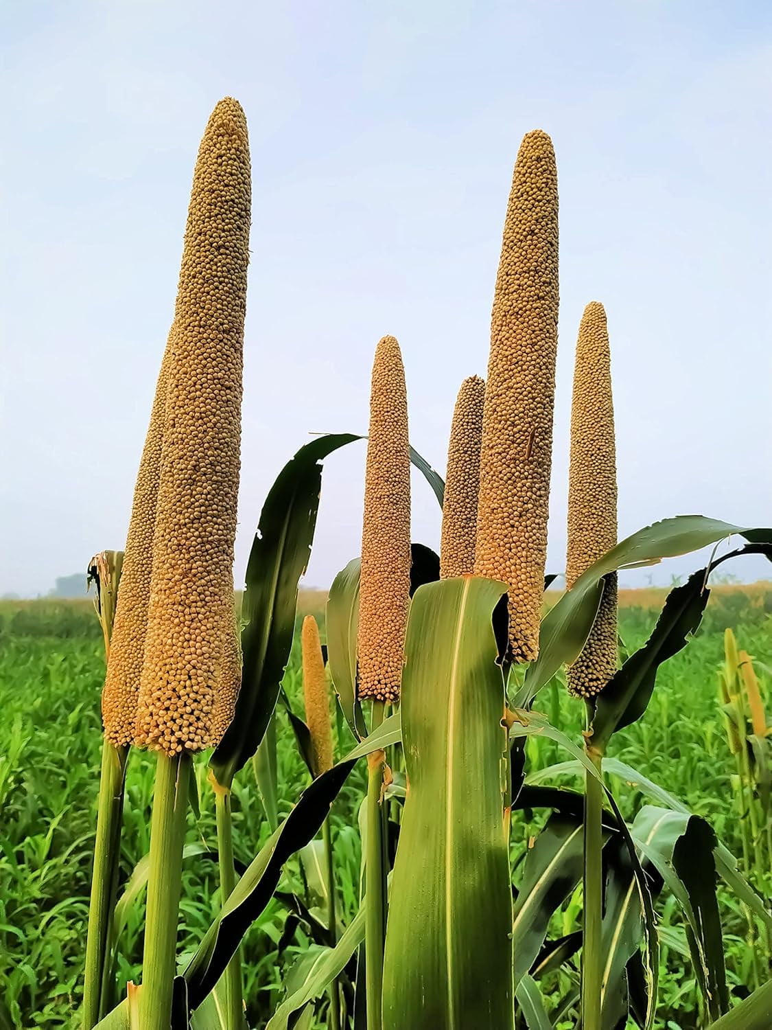 Brown Top Millet Grass Seeds for Planting - Pennisetum glaucum ...