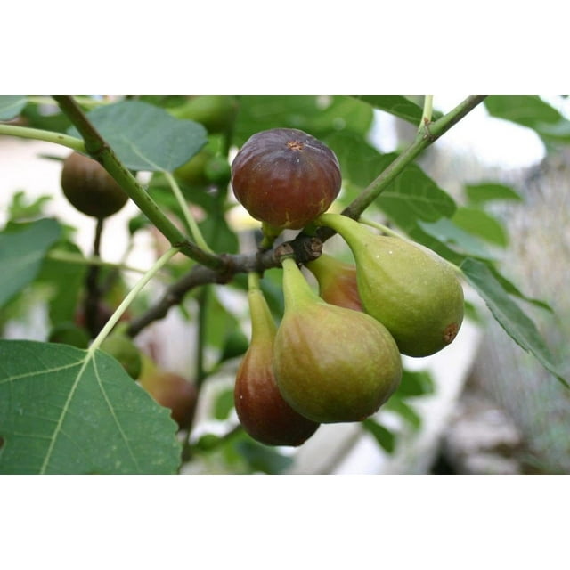 Brown Turkey Fig Tree - 20 Live Starter Plants - Ficus Carica - Edible ...