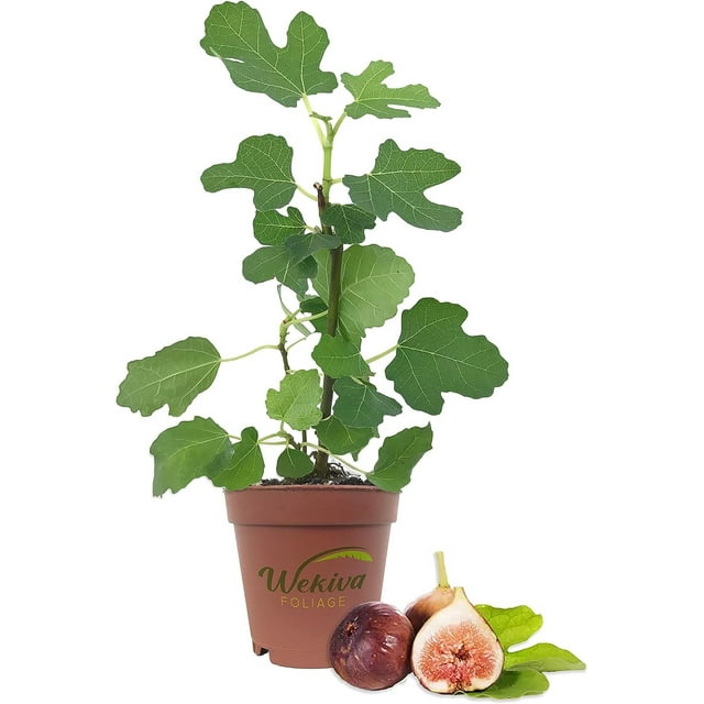 Brown Turkey Fig Tree - 3 Live Starter Plants - Ficus Carica - Edible ...