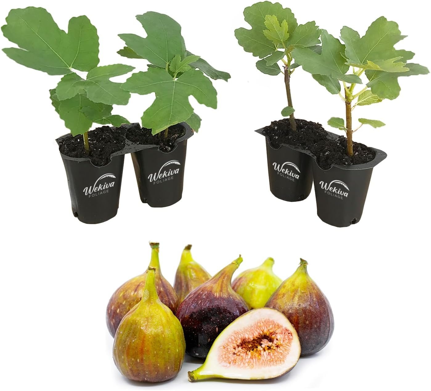 Wekiva Foliage Brown Turkey Fig Tree, Live Starter Plants, Edible Fruit ...