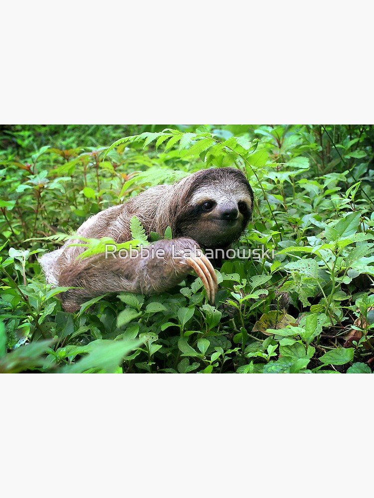 Brown-throated Three-toed Sloth Canvas Poster Decor Landscape Office ...