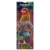 BrownTrout, Chickens 2027 Slim Wall Calendar - Walmart.com