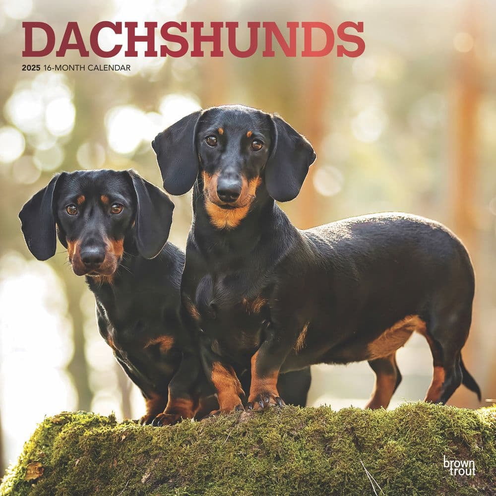 BrownTrout, Dachshunds 2025 Wall Calendar - Walmart.com