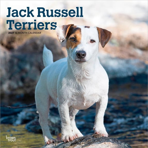 BrownTrout, Jack Russell Terriers 2027 Wall Calendar - Walmart.com