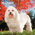 BrownTrout, Maltese 2027 Wall Calendar - Walmart.com