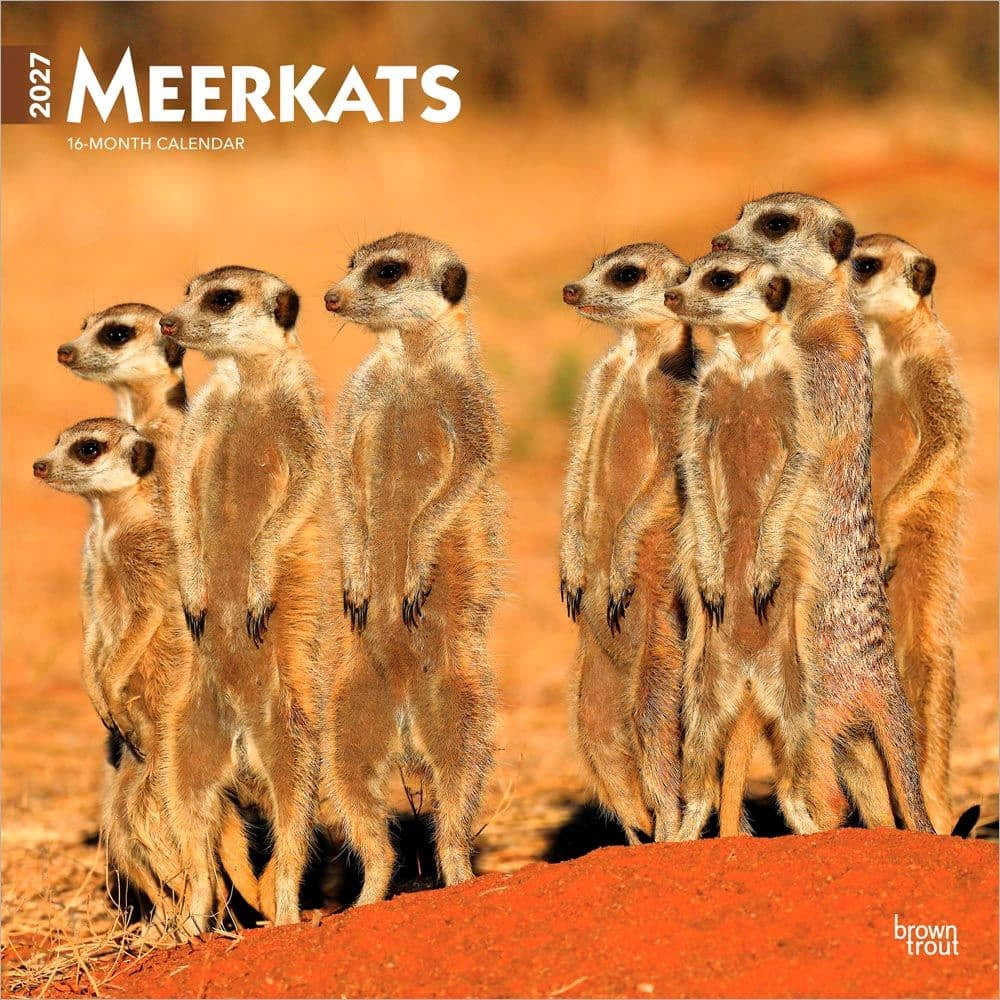 BrownTrout, Meerkats 2027 Wall Calendar - Walmart.com