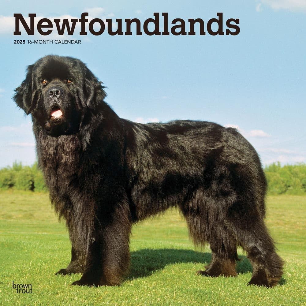 BrownTrout, Newfoundlands 2025 Wall Calendar - Walmart.com