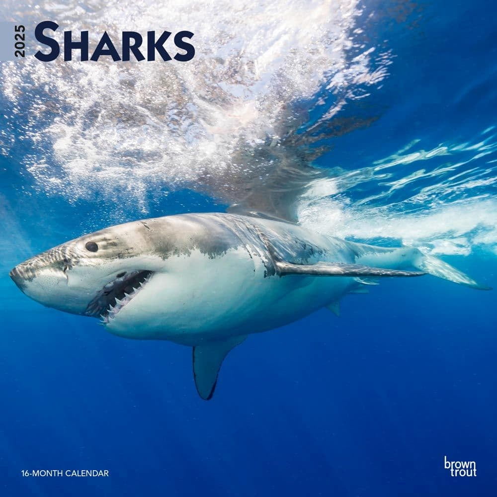 BrownTrout, Sharks 2025 Wall Calendar - Walmart.com