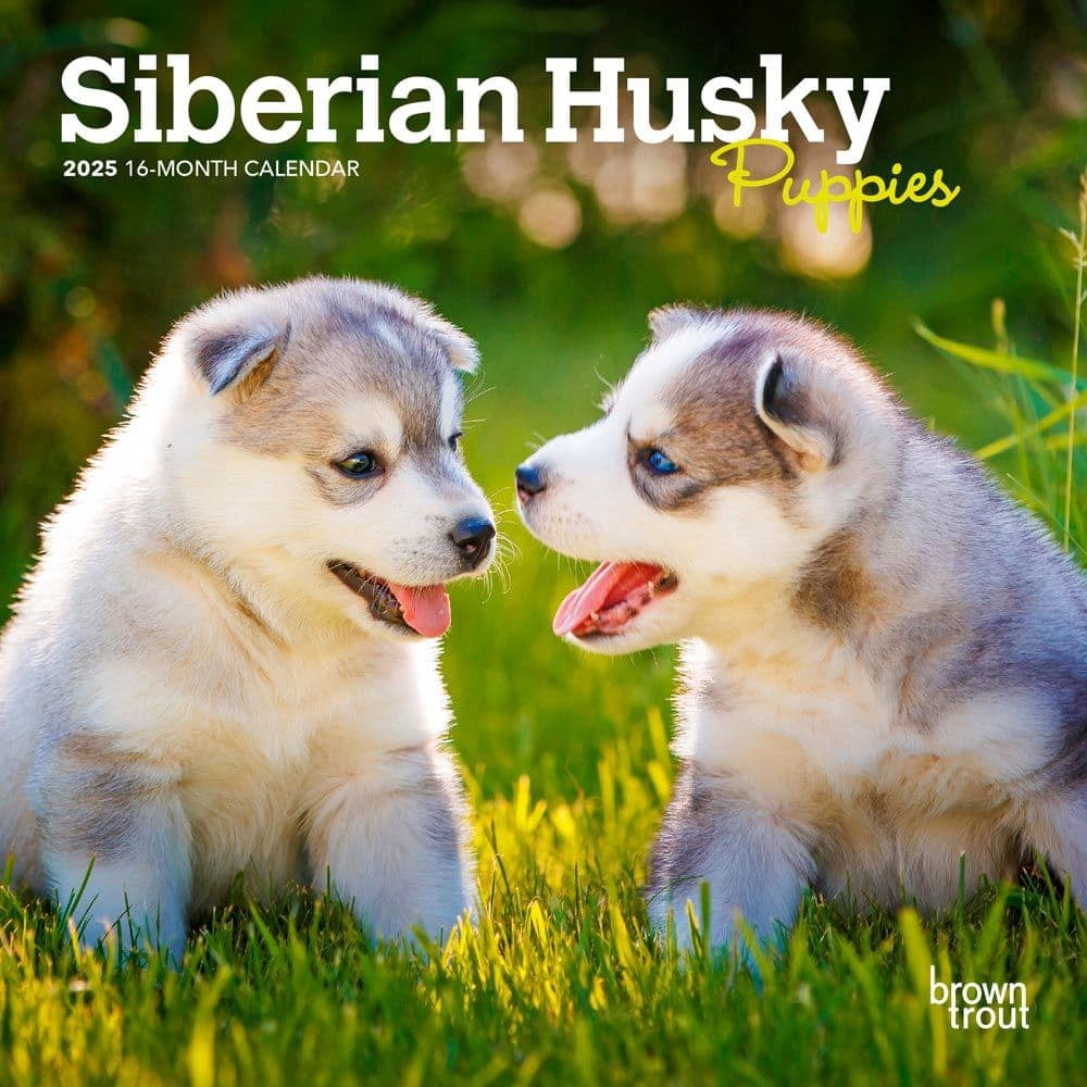 BrownTrout, Siberian Husky Puppies 2025 Mini Wall Calendar - Walmart.com