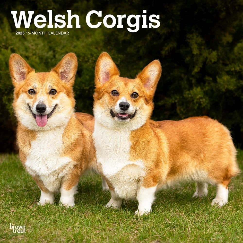 BrownTrout, Welsh Corgis 2025 Wall Calendar - Walmart.com