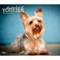 BrownTrout, Yorkshire Terriers Deluxe 2025 Wall Calendar - Walmart.com