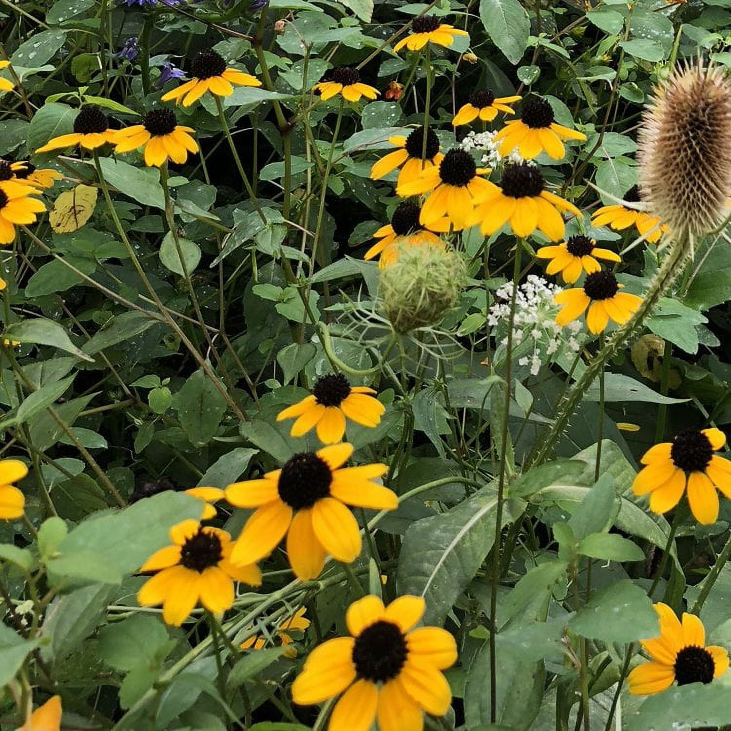 Browneyed Susan Seeds (Rudbeckia triloba) 1000 Seeds (0.5 grams ...