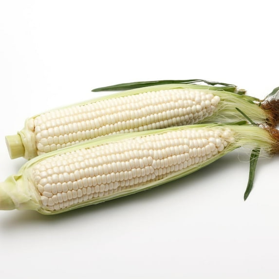 Brownie Brand Silver Queen Hybrid Sweet Corn Seeds - 15G Pack - Premium ...