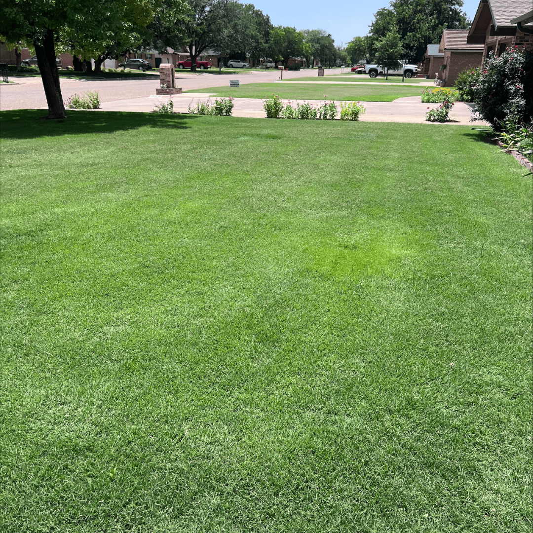 Browning Brand Quick Easy-to-Grow Lawn Grass, Bermudagrass Numex Sahara ...