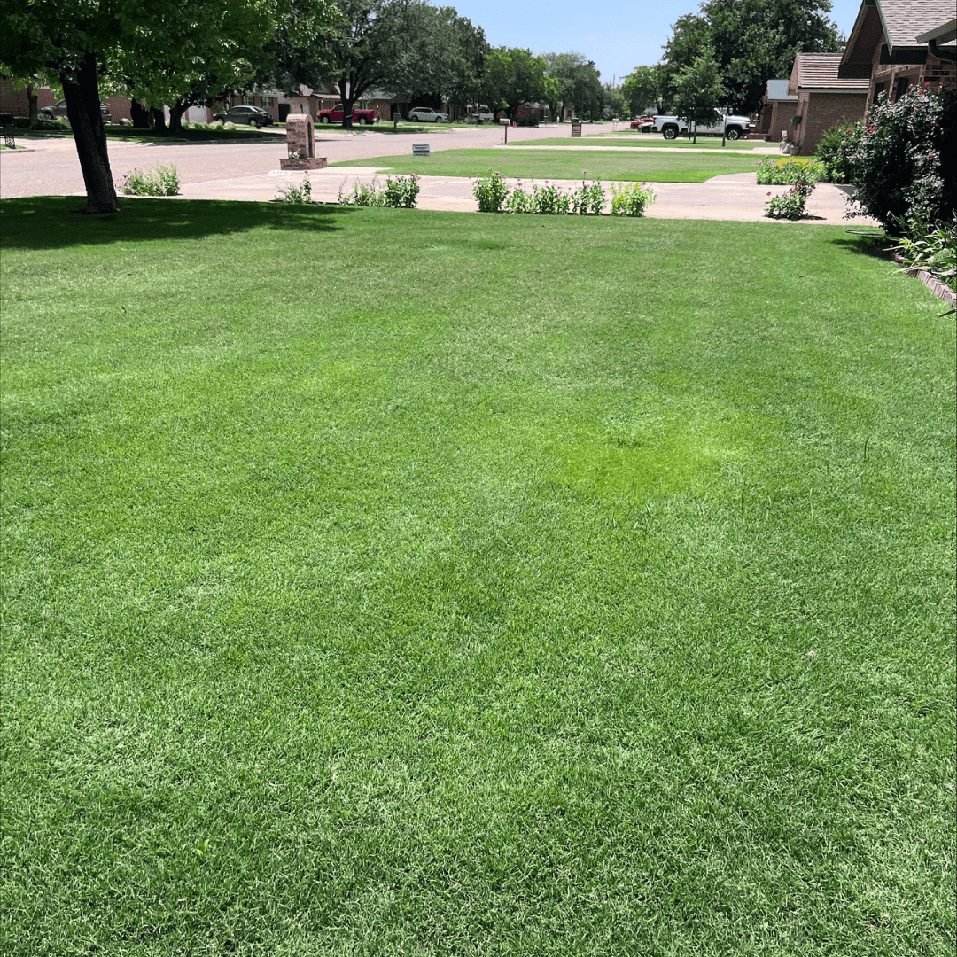 Brownie Brand Bermudagrass- Cynodon dactylon (Numex Sahrara, 1lb ...