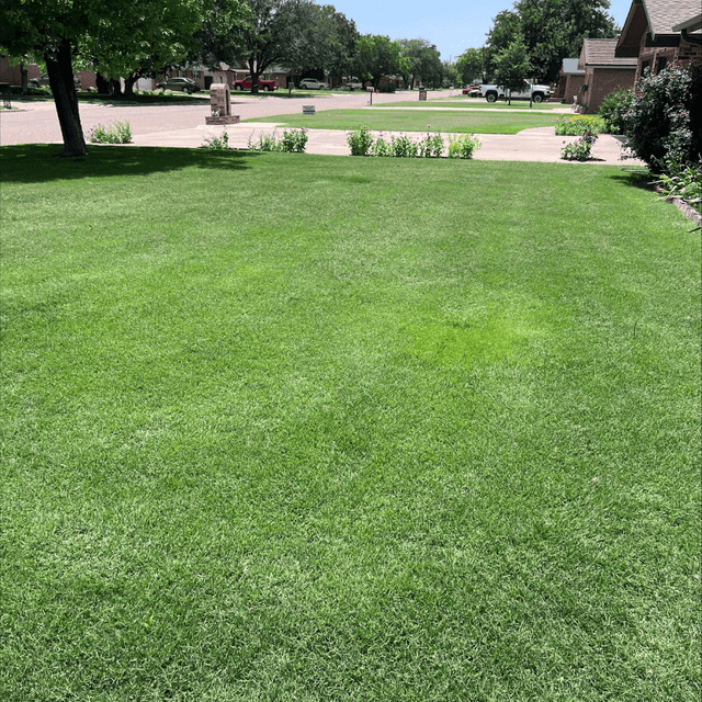 Brownie Brand Bermudagrass- Cynodon dactylon (Numex Sahrara, 1lb ...