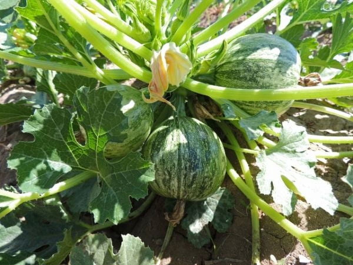 Brownie Brand Seed Browning Squash Round Zucchini Plant Seeds - Walmart.com