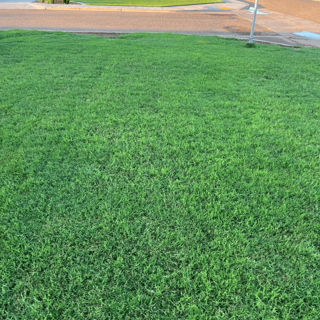 Browning Seed Tall Fescue Grass Seed Ninja III, 5 lbs. Plant Seeds ...