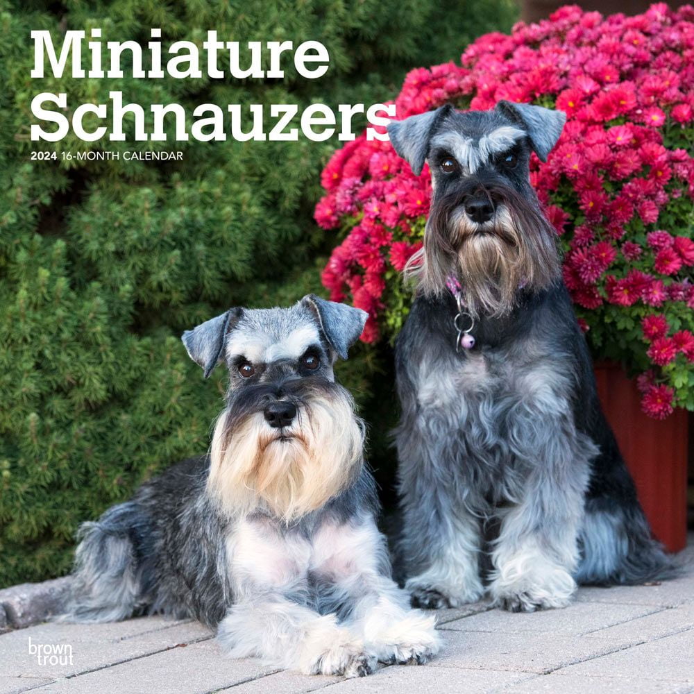 BrownTrout 2024 Miniature Schnauzers Wall Calendar, 12x24" Hanging ...