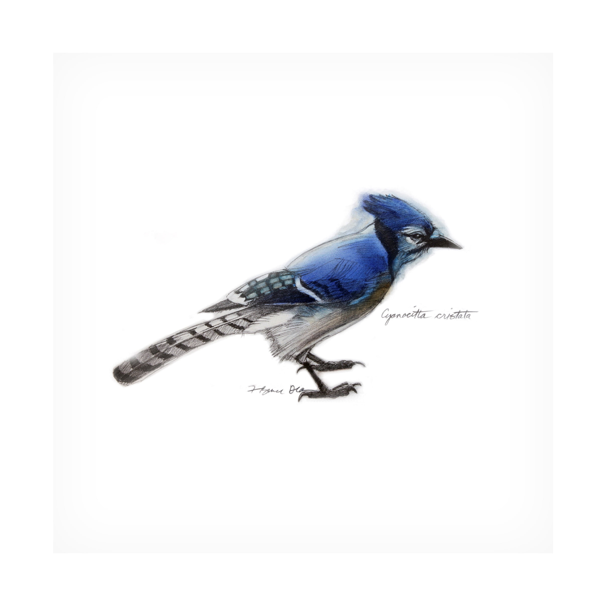 Bruce Dean 'Songbird Study III' Canvas Art - Walmart Business Supplies