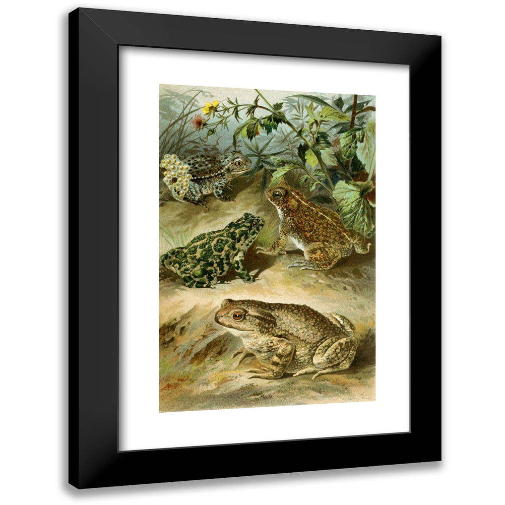 Bruno Dürigen 17x24 Black Modern Framed Museum Art Print Titled - Bufo ...