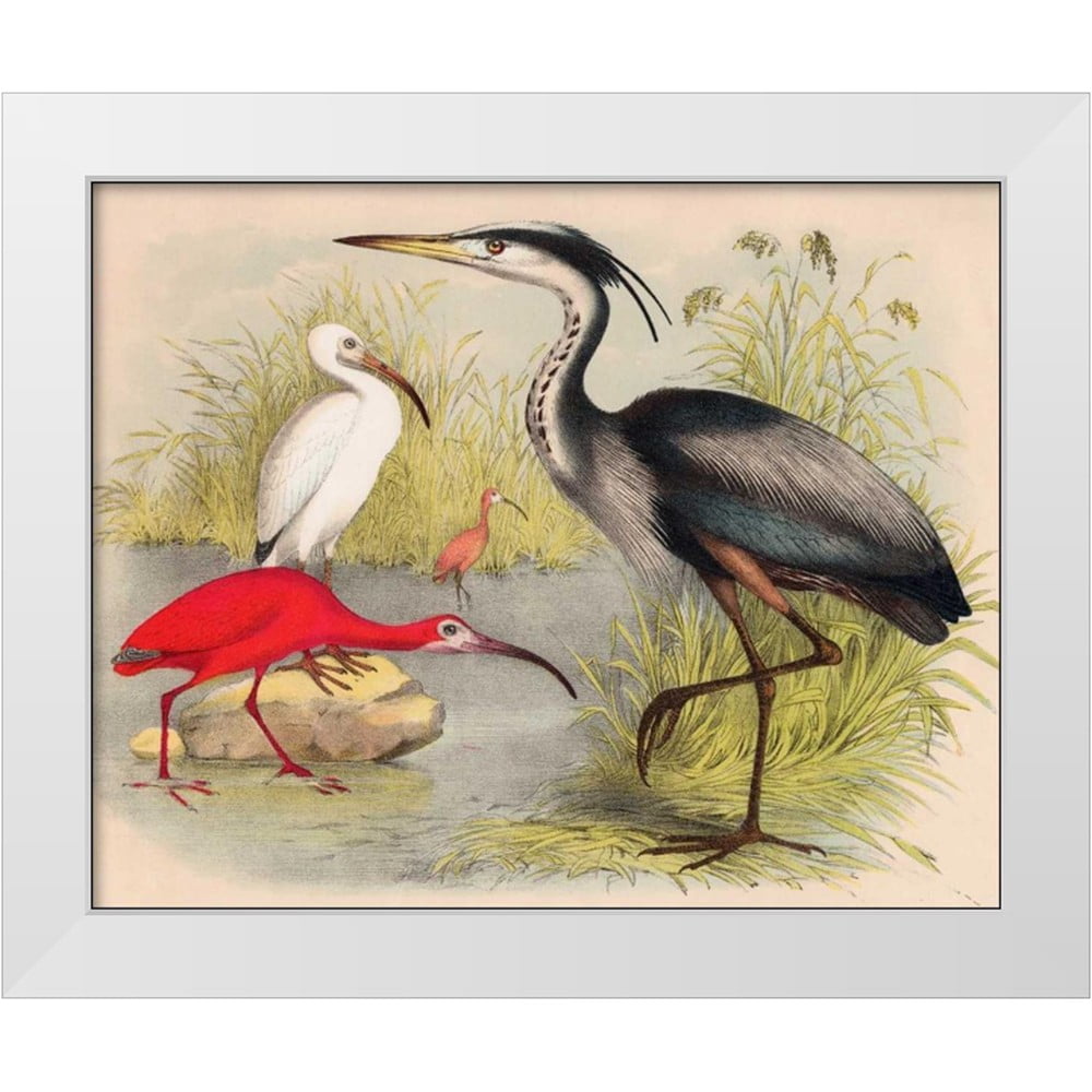 Brunswick, Nathaniel 24x20 White Modern Wood Framed Museum Art Print Titled - Coastal Visitors ...