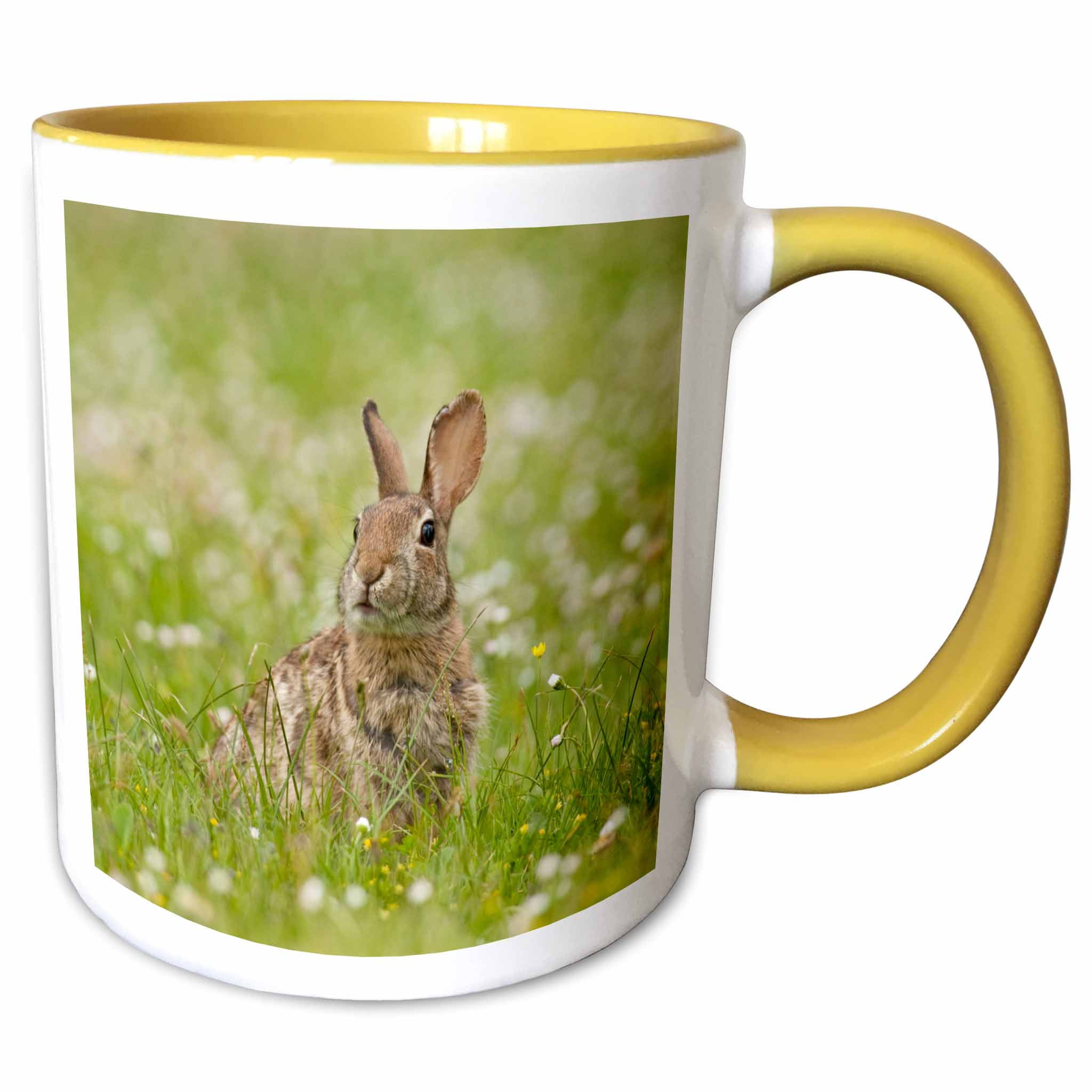 3drose, Brush Rabbit, William L. Finley Nwr, or - Us38 Rbr0050 - Rick A ...
