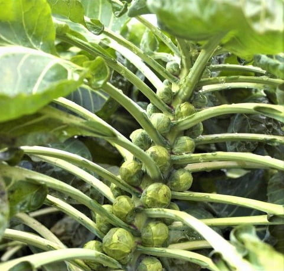 Country Creek Acres 200 Brussel Sprouts Plant Seeds, Heirloom, Non-GMO ...