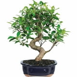 Brussel's Bonsai Ficus Bonsai Live Tree - Walmart.com