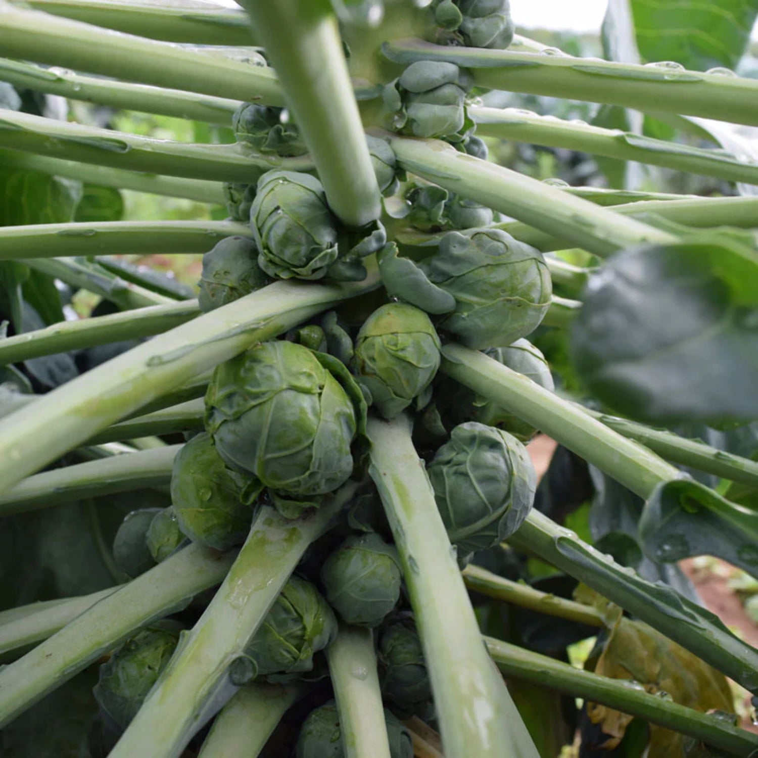 Brussels Seeds - Sprouts Jade Cross Untreatd Non-GMO Variety Brussels ...