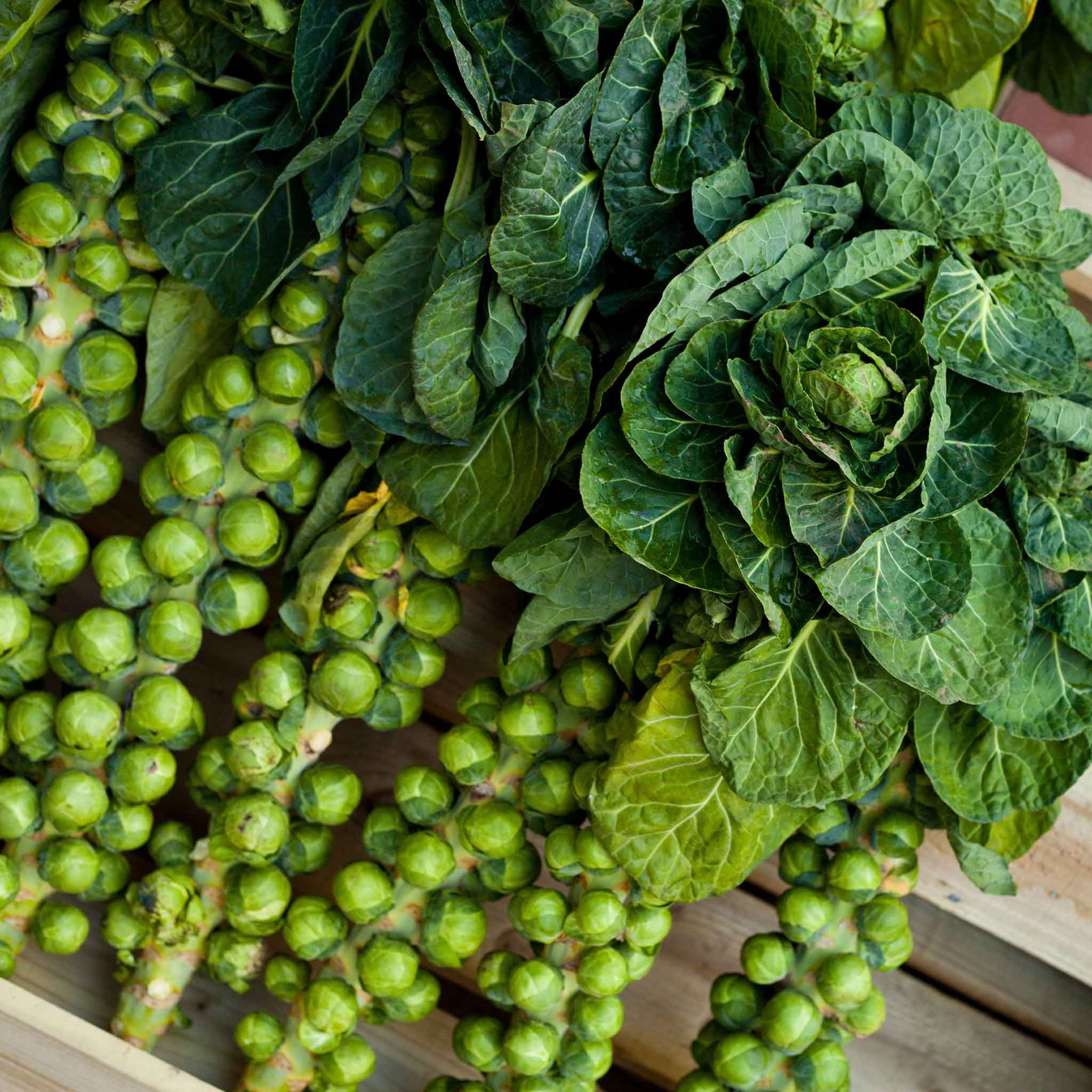 Eden Brothers Brussels Sprouts Seeds - Catskill - Walmart Business Supplies