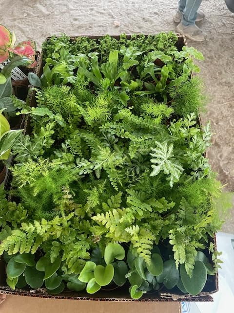 BubbleBloom Fern Assortment Growers Choice Mix Wholesale Bulk Plants 2 ...