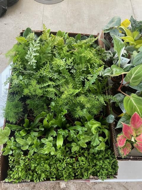BubbleBloom Fern Assortment Growers Choice Mix Wholesale Bulk Plants 2 ...