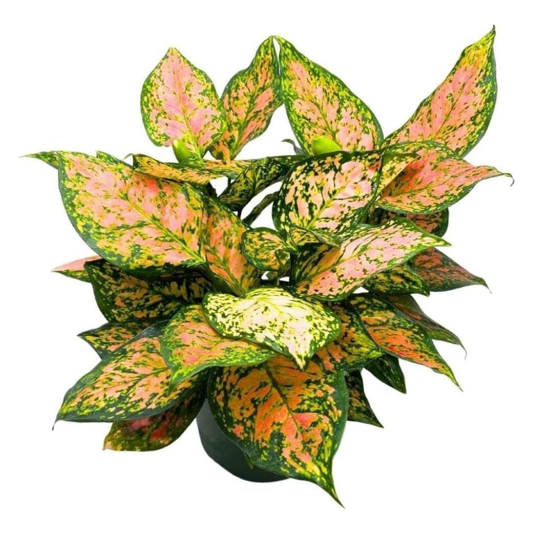 BubbleBlooms Aglaonema Pink Dalmation Chinese Evergreen Lady Valentine ...