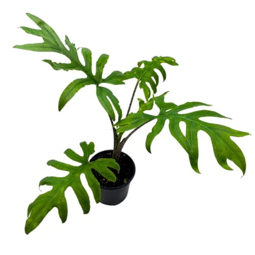 BubbleBlooms Alocasia Brancifolia 4 inch Rare House Plant - Walmart.com