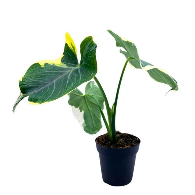 BubbleBlooms Alocasia Variegated Mickey Mouse Xanthosoma Variegata in a ...