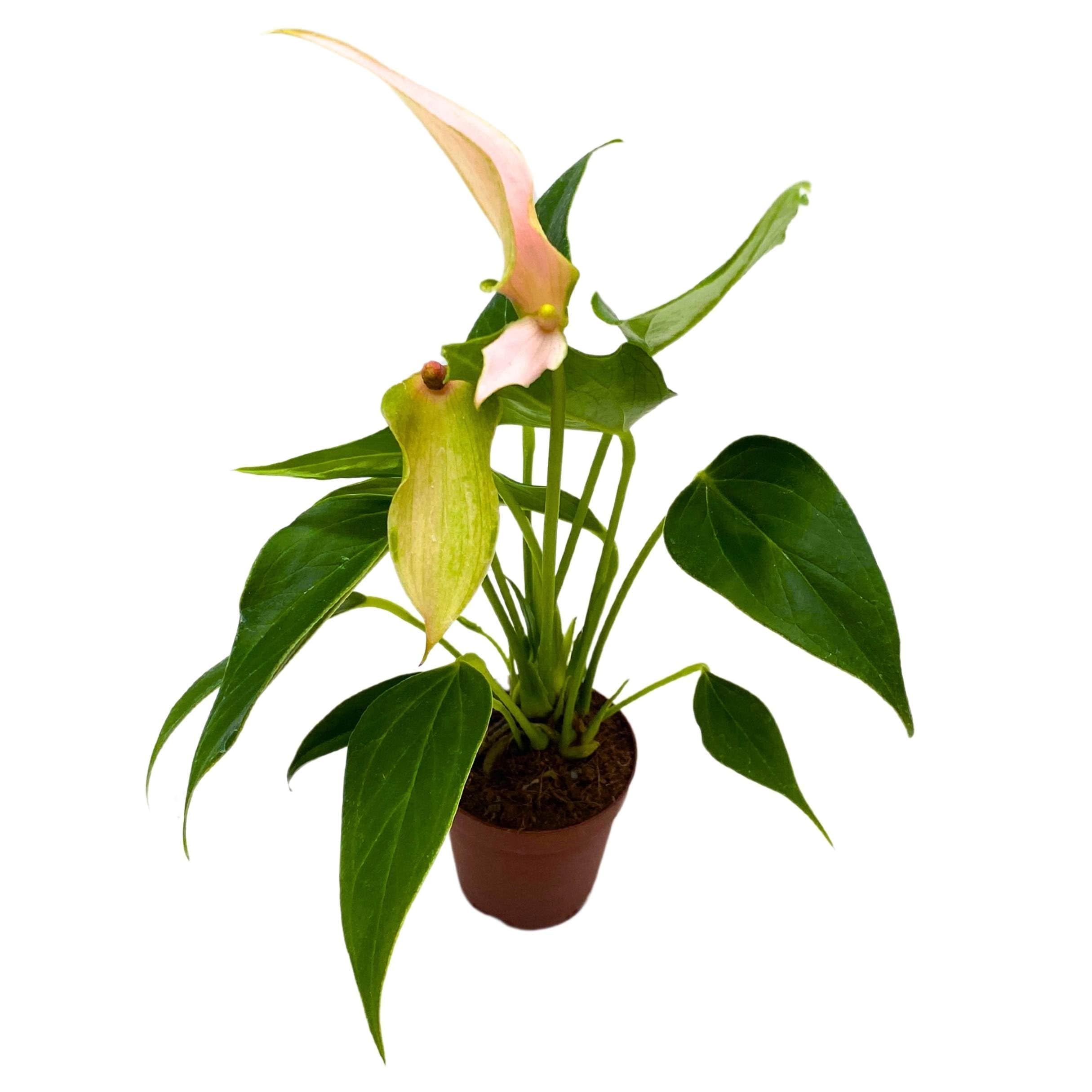 BubbleBlooms Anthurium Lilli 2 inch Pink Flower - Walmart.com