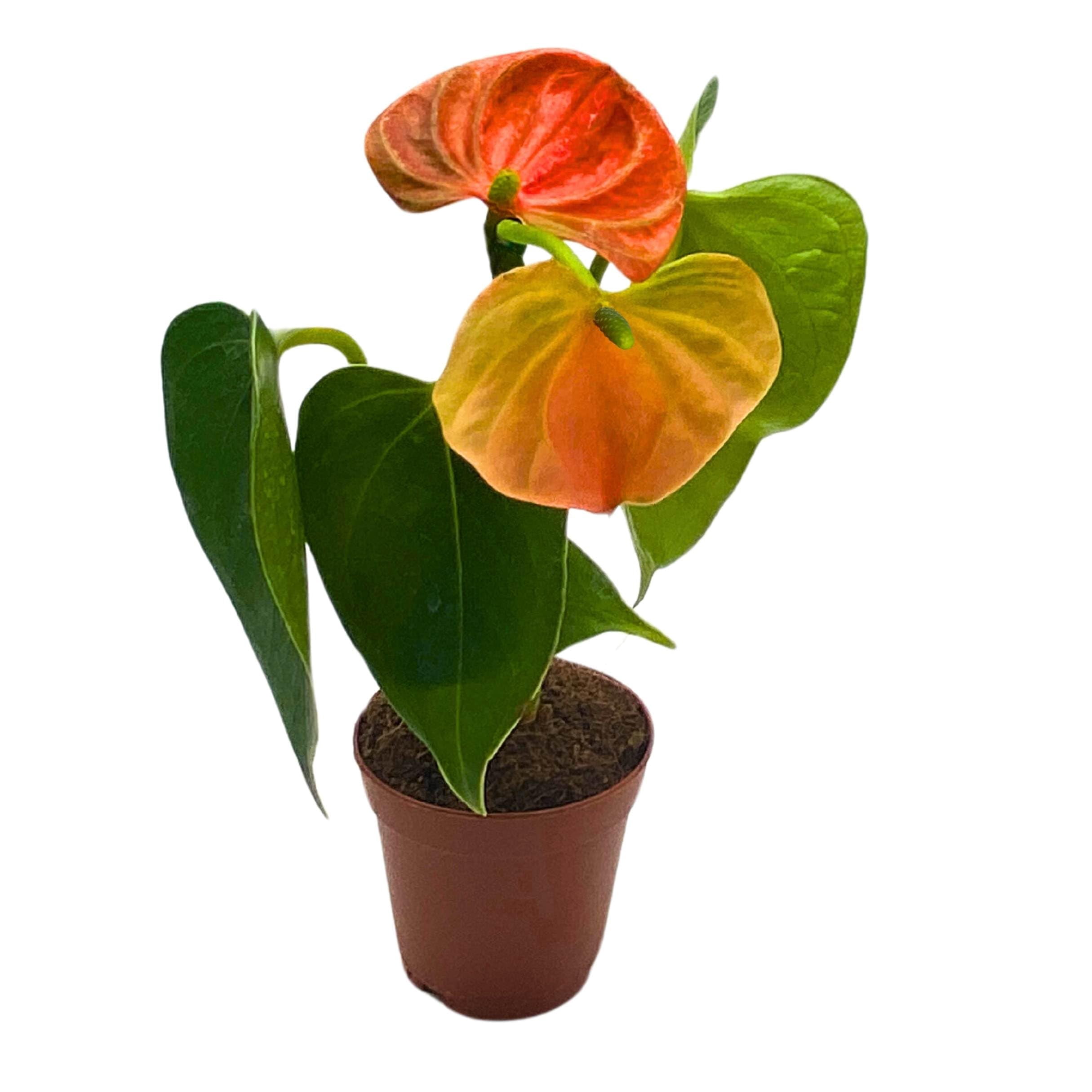 BubbleBlooms Anthurium Orange Champion 2 inch Orange Flower - Walmart.com