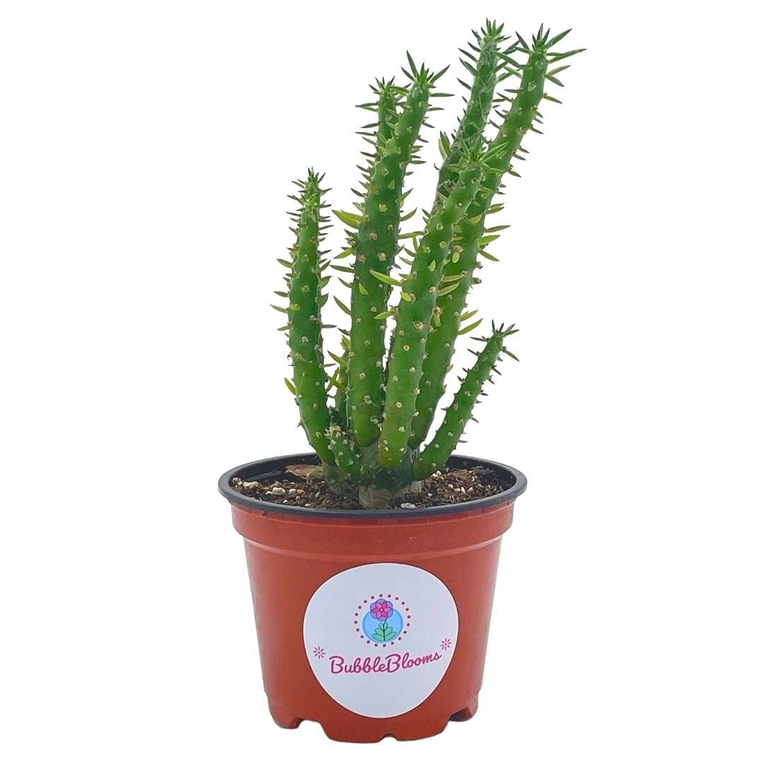 BubbleBlooms Austrocylindropuntia Subulata, Pink Eves Pin Needle Cactus ...