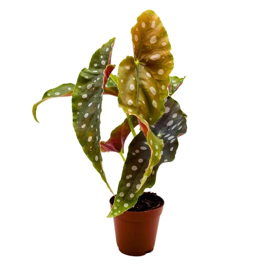 BubbleBlooms Begonia Maculata 2 inch Polka Dot Angel Wing - Walmart.com