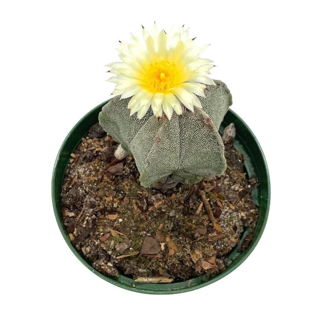 BubbleBlooms Bishop's Cap Cactus, Astrophytum Myriostigma, Rare White ...