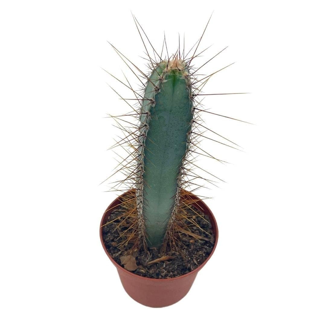 BubbleBlooms Blue Column Cactus, 3 inch, Pilosocereus Azureus, Square ...