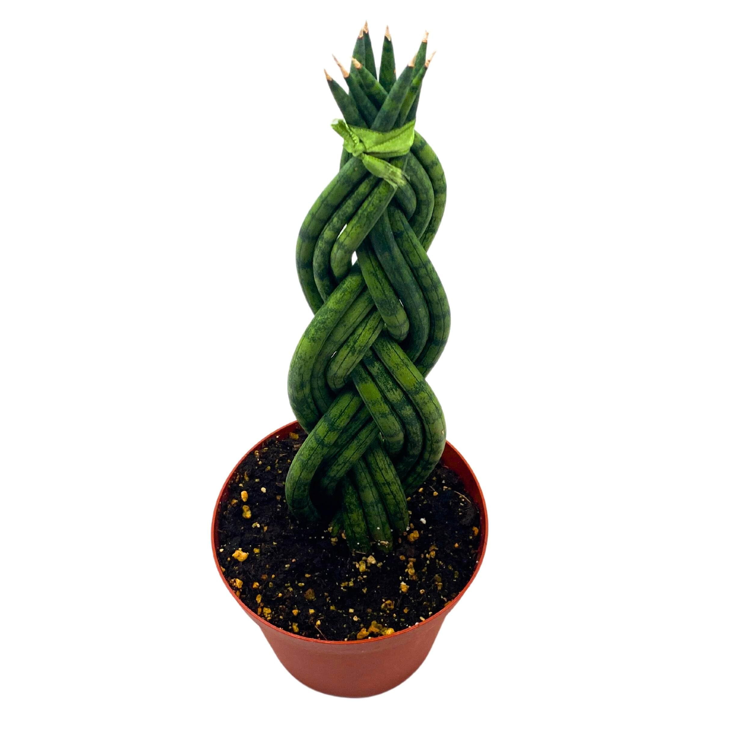 BubbleBlooms Braided Snake Plant African Spear Sansevieria 2 inch Set ...